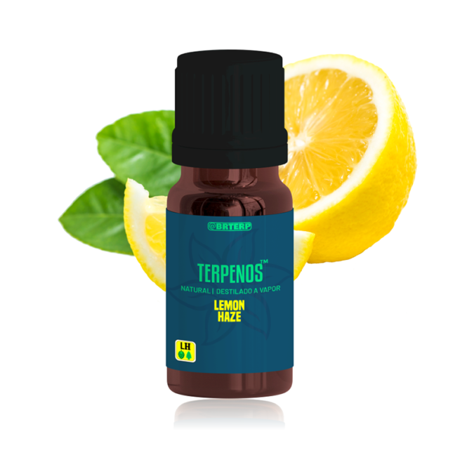 Terpenos Wax Liquidizer Lemon Haze – Gosesh Brasil Terpenos Wax Liquidizer Lemon Haze – Gosesh Brasil